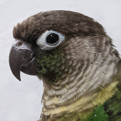 【MAYA】グラフエディタにアニメーションレイヤだけ表示する方法 – Animation Resources